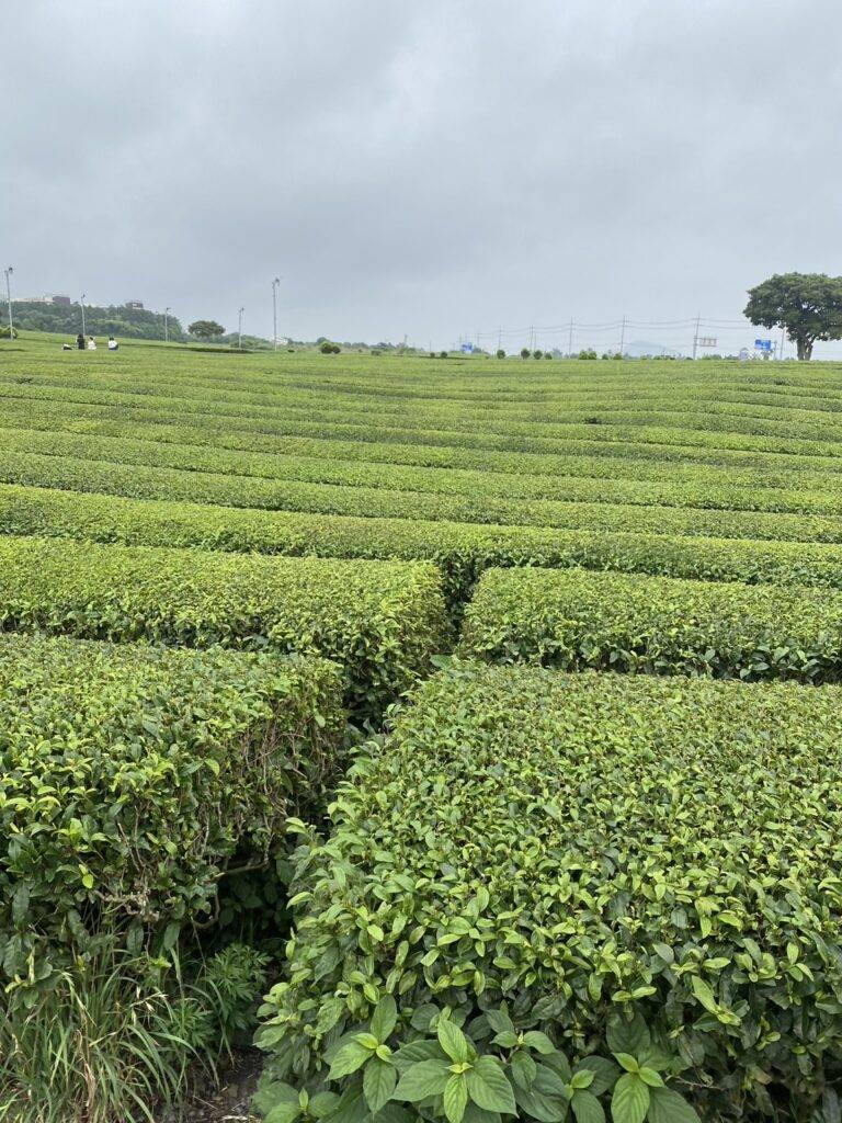kasioda編集部（現地ライター）